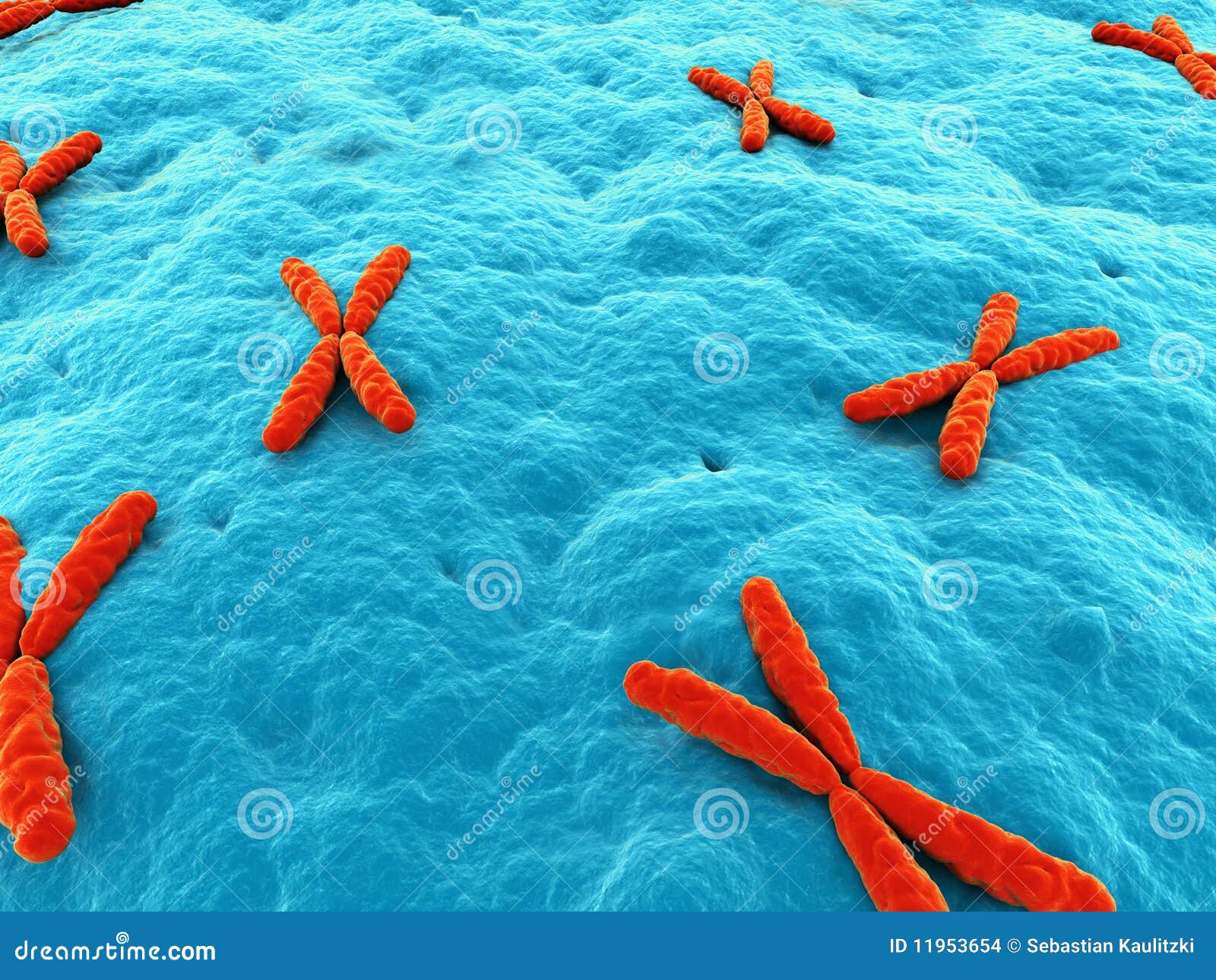 X - chromosom stock illustration. Illustration of gene - 11953654