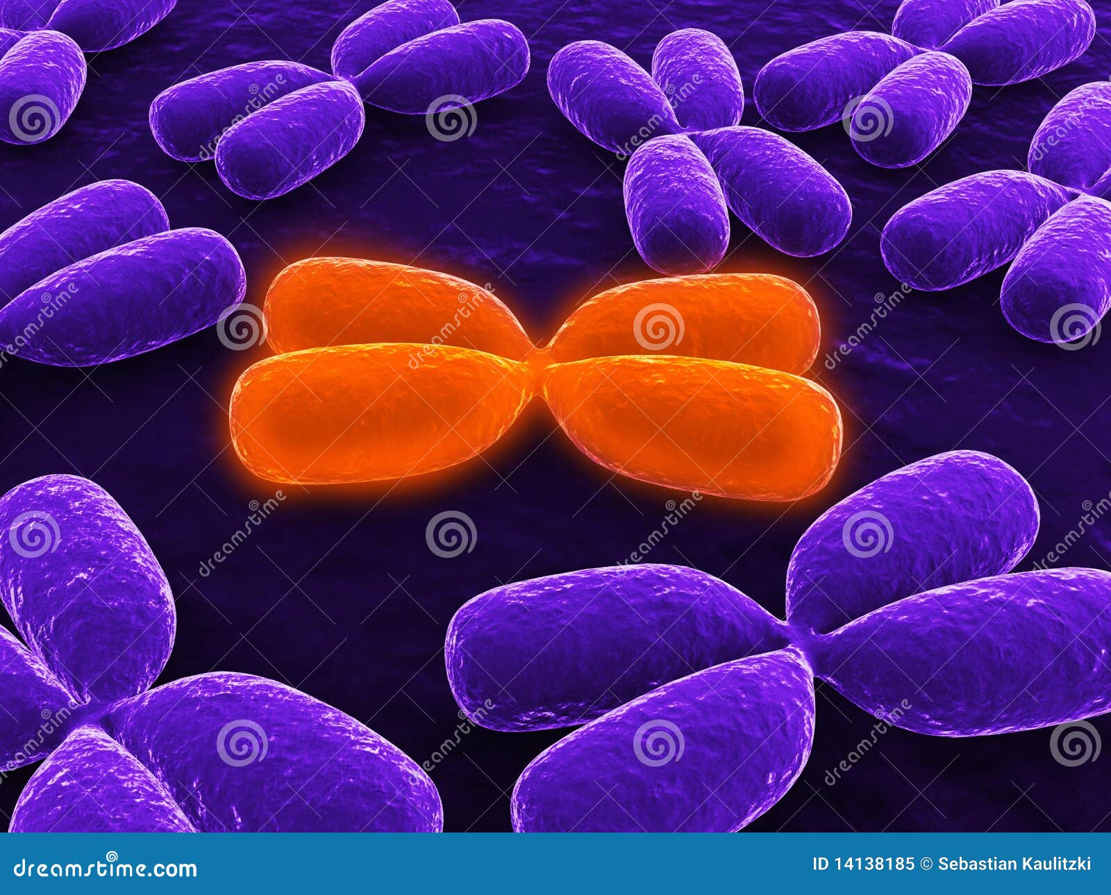 X chromosome stock illustration. Illustration of chromosome - 14138185