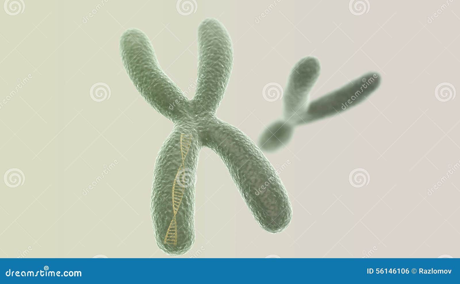 X Chromosome with DNA Helix Inside and Y on the Light Background Stock ...