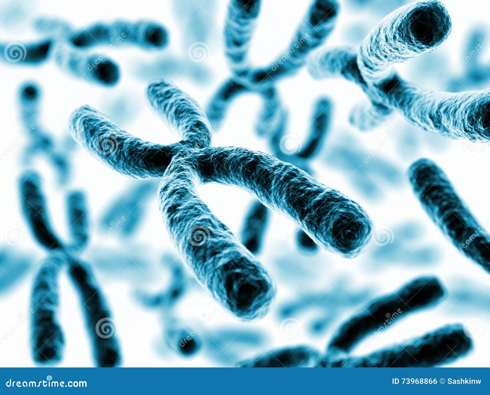 X chromosomes stock illustration. Illustration of chromosome - 73968866 X chromosomes stock illustration. Illustration of chromosome - 73968866