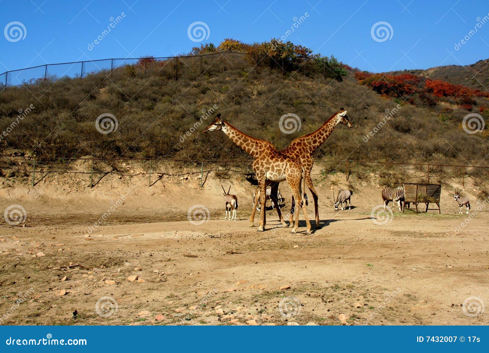 X cross giraffes stock image. Image of nature, namibia - 7432007