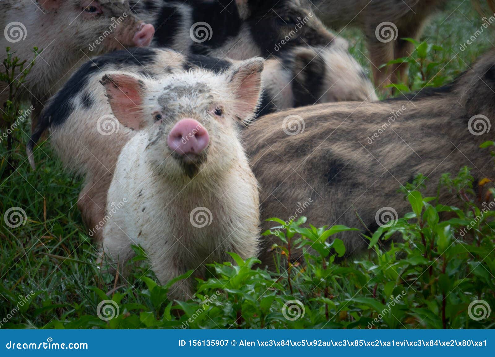 Cute pig stock image. Image of animals, beautiful, wild - 156135907