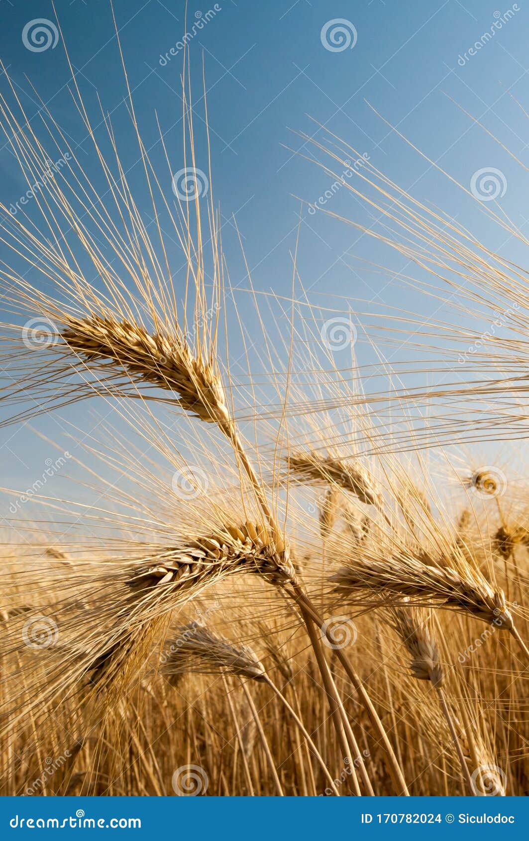 Wheat harvest season stock photo. Image of closeup, straw - 170782024