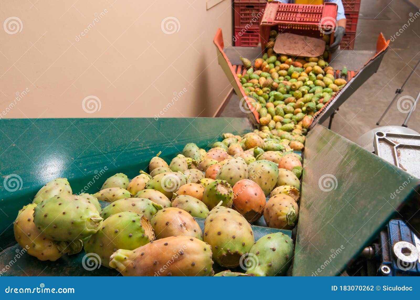 The Working of Prickly Pears Stock Photo - Image of carriage, country ...