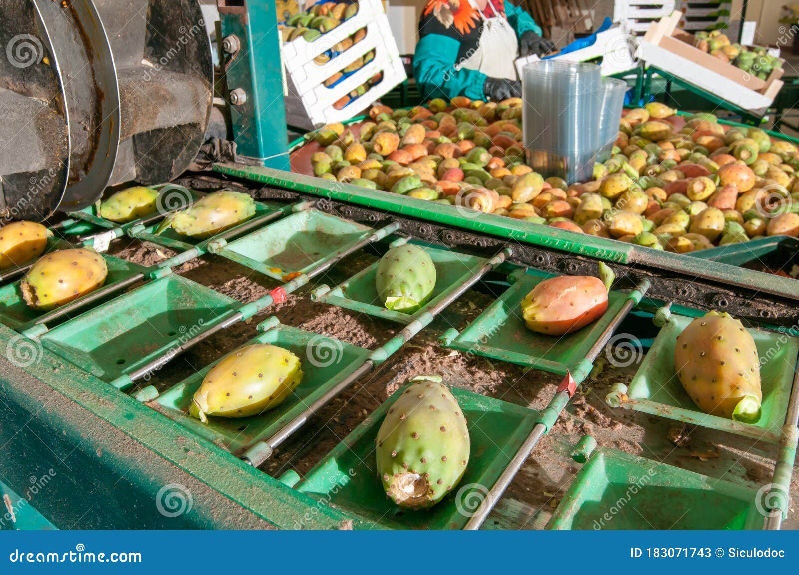 The Working of Prickly Pears Stock Image - Image of industrial, belt ...