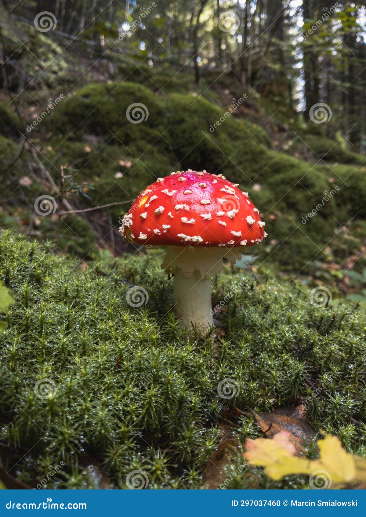 & X22;enchanted Forest:red Toadstool,dewy Moss, and Trees in the ...