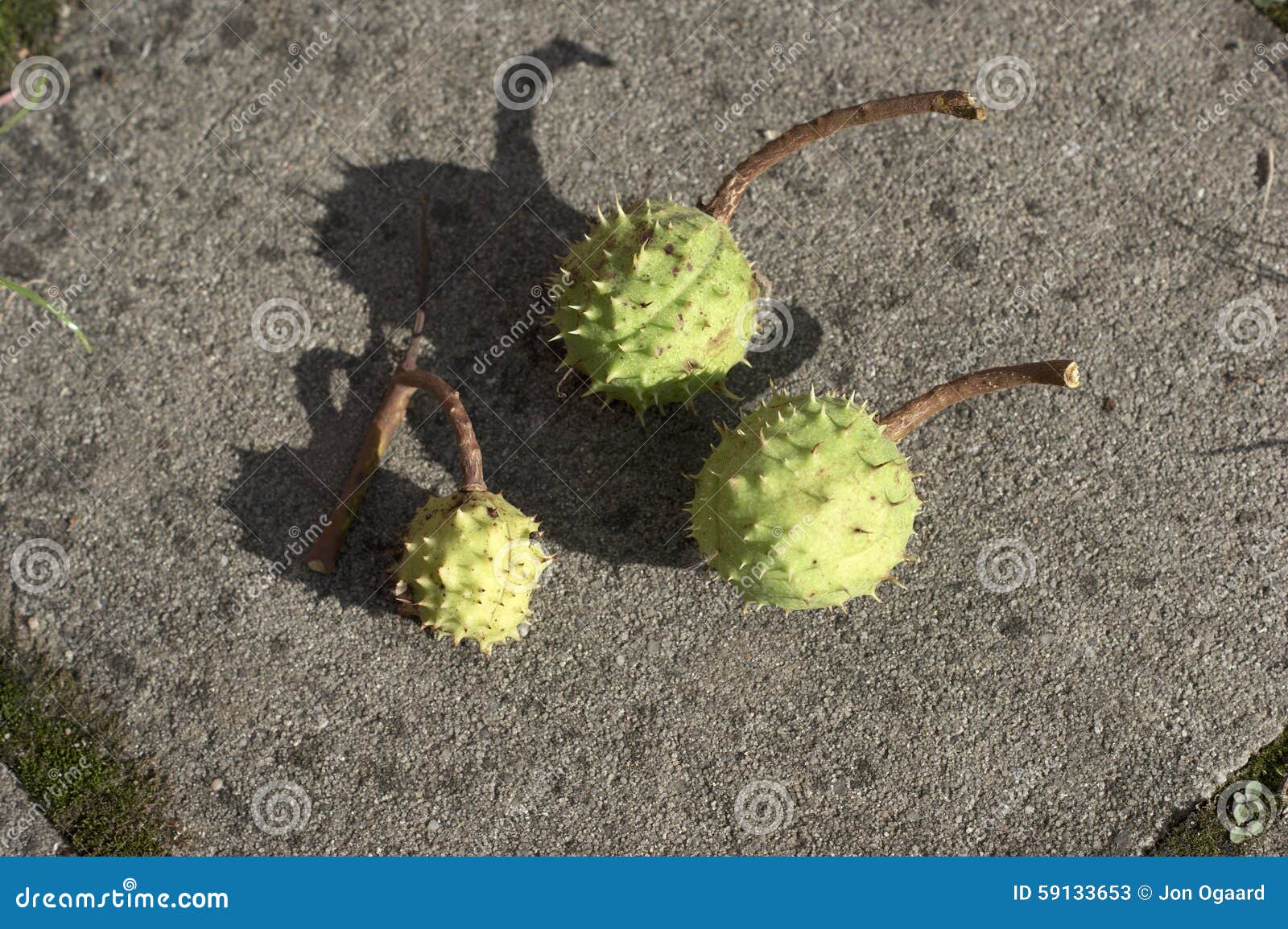 3x Horse-Chestnut Seeds (Conkers) Stock Image - Image of laying ...