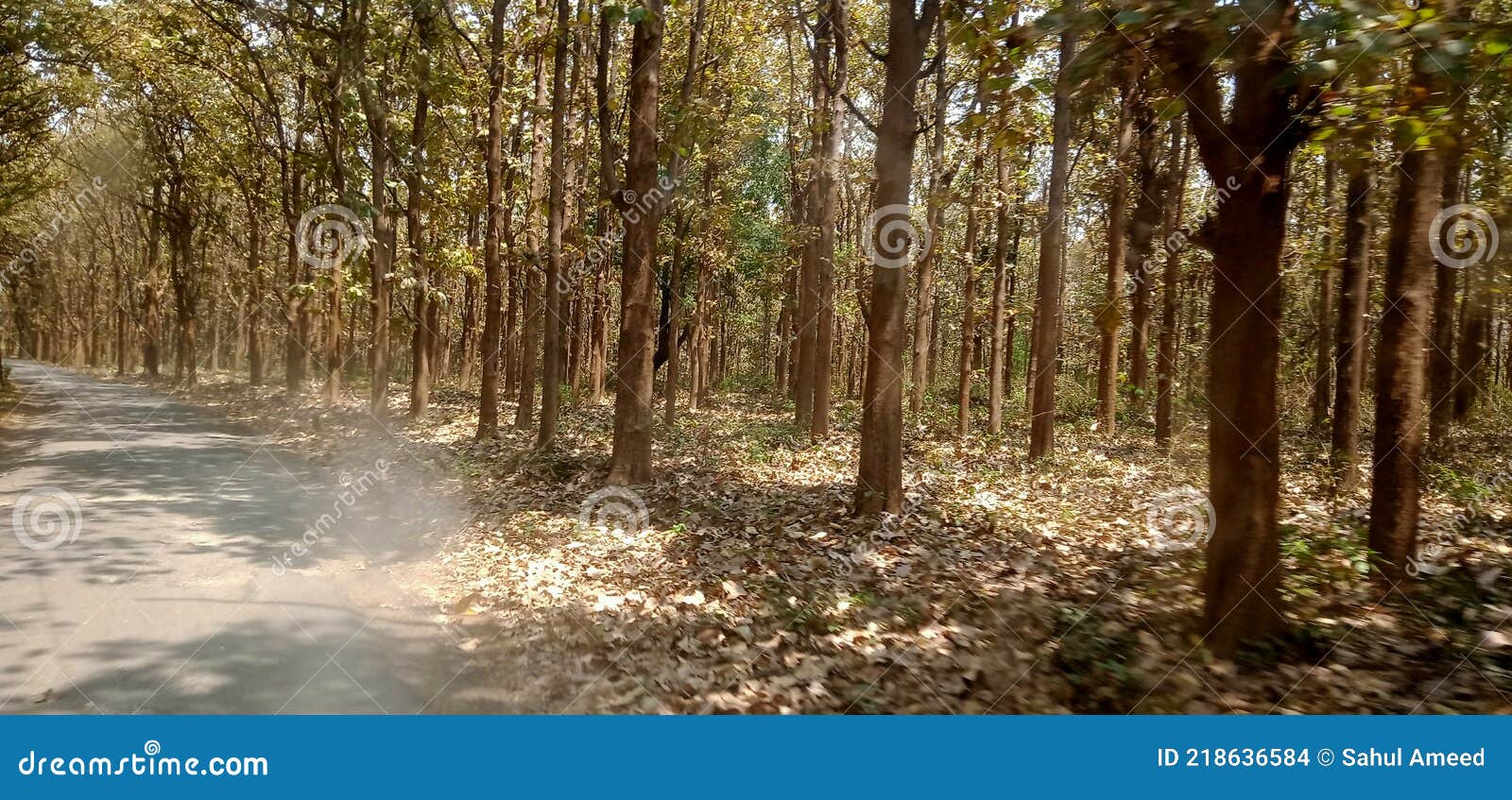 Land of trees stock photo. Image of soil, trail, grove - 218636584