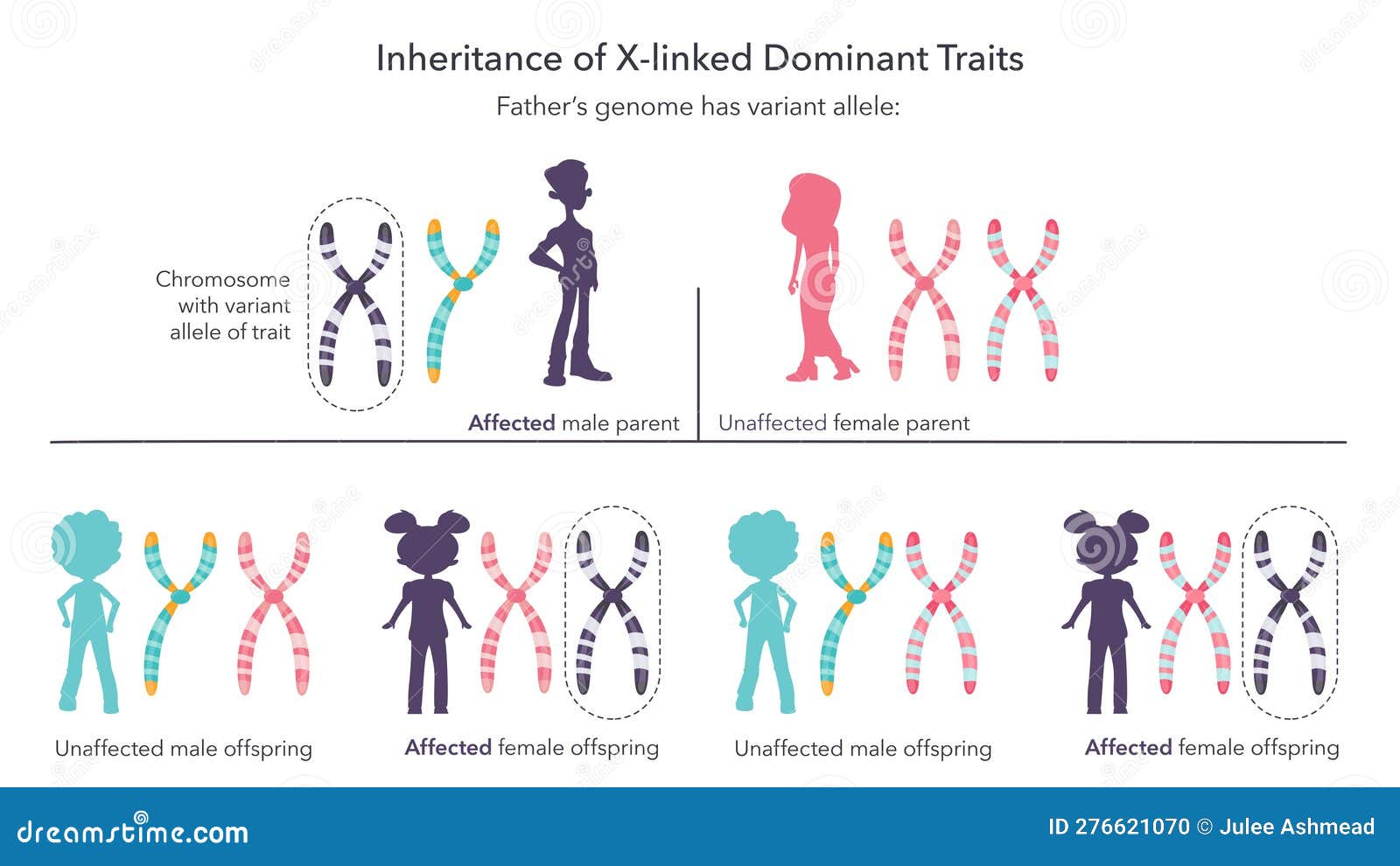 Sex Linked Dominant Influenced Character Infographic Diagram Human Male