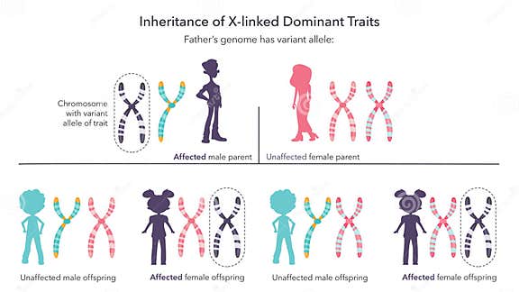 Inheritance of X Linked Genetic Traits Scientific Infographic Vector ...