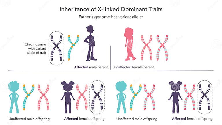 Inheritance of X Linked Genetic Traits Scientific Infographic Vector ...