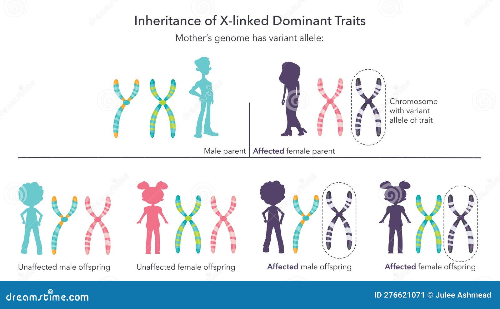 Inheritance of X Linked Genetic Traits Scientific Infographic Vector ... Inheritance of X Linked Genetic Traits Scientific Infographic Vector ...