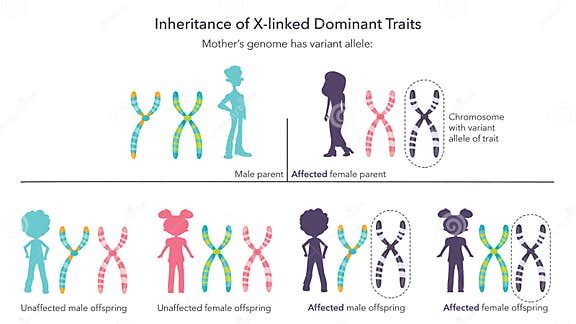 Inheritance of X Linked Genetic Traits Scientific Infographic Vector ...