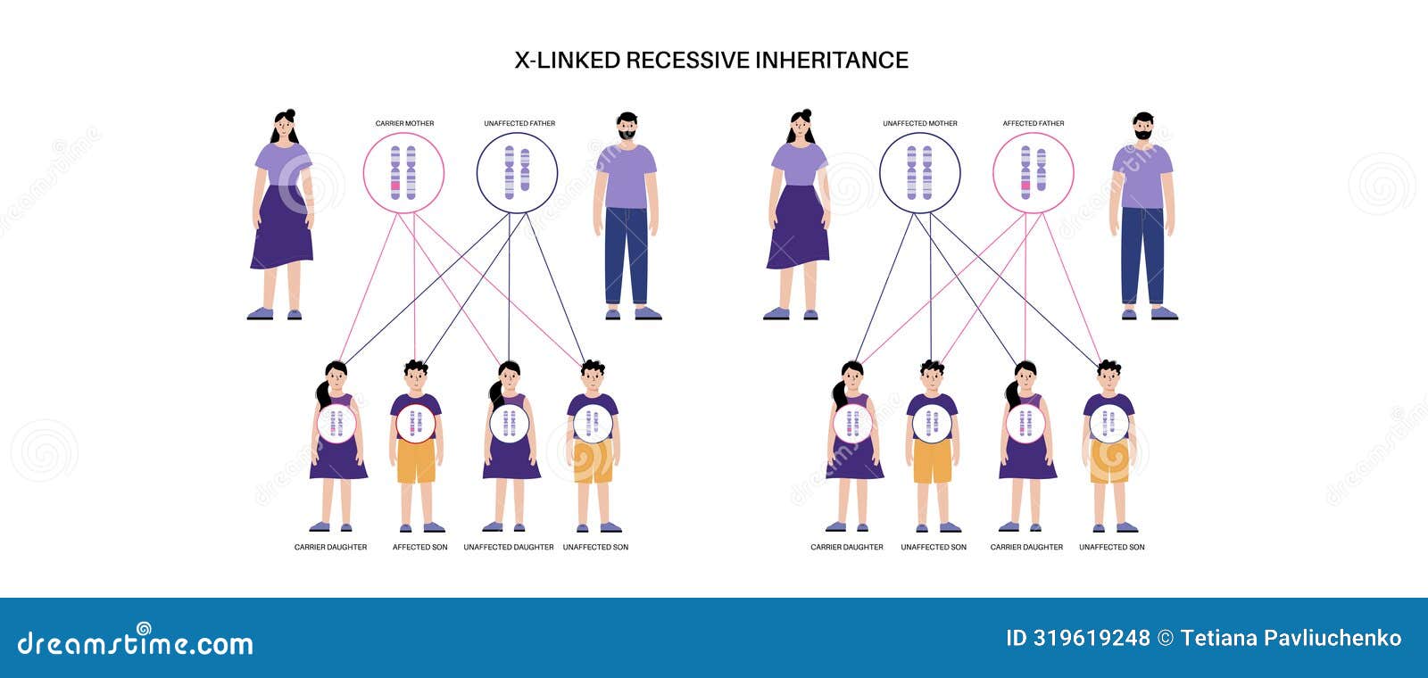X Linked Recessive Inheritance Stock Vector - Illustration of autosomal ...