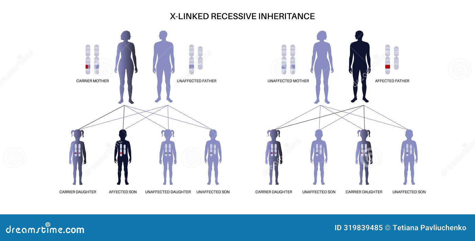 Inheritance Of X Linked Genetic Traits Scientific Infographic Vector ...