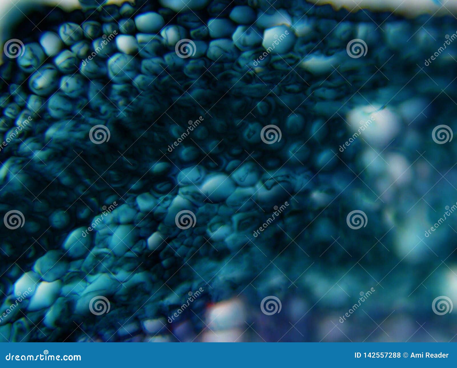 Soya Stem 100x Magnification Cross Section Stock Photography ... Soya Stem 100x Magnification Cross Section Stock Photography ...