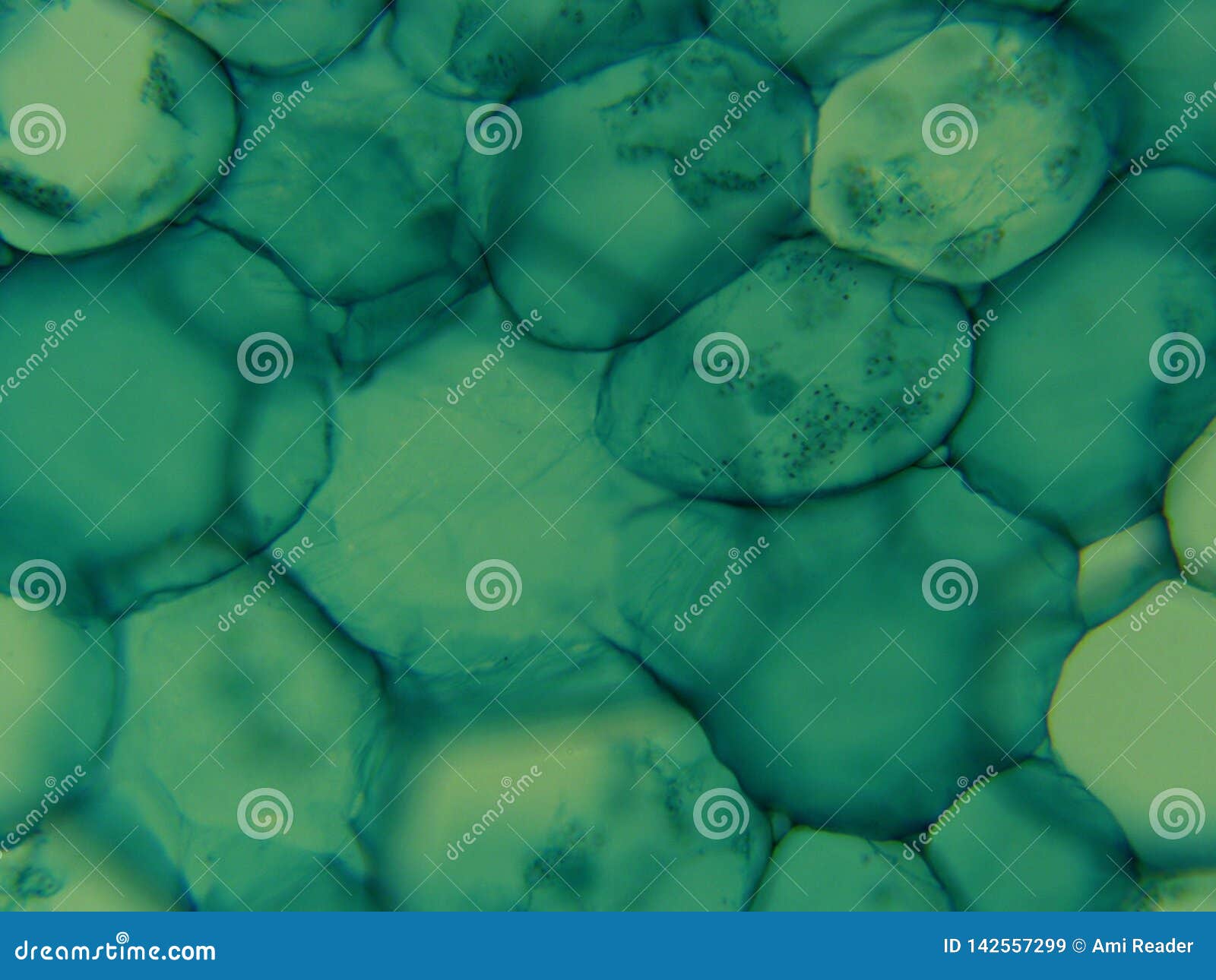 Soya Stem 100x Magnification Cross Section Stock Photography ... Soya Stem 100x Magnification Cross Section Stock Photography ...