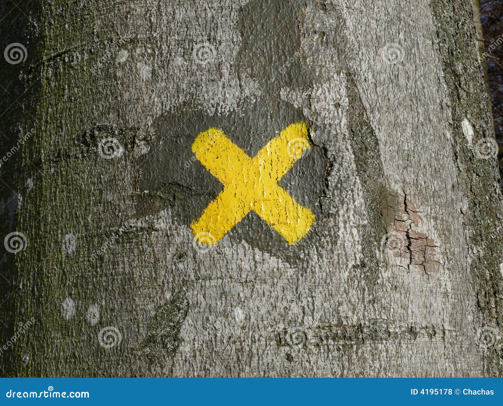 X mark sur un arbre photo stock. Image du signe, excursion - 4195178