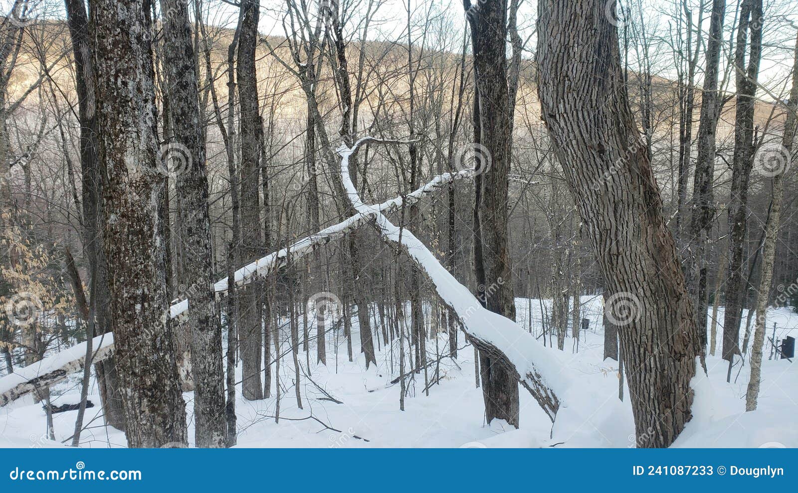 X Marks the Spot Fallen Trees in Vermont in Vermont in the Shape of an ...