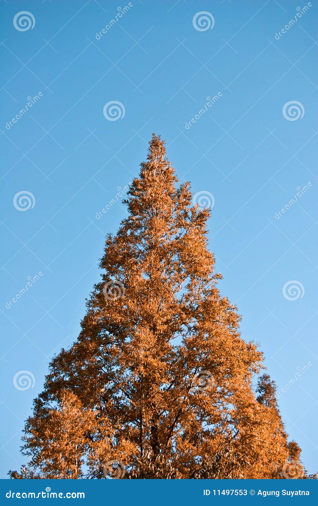 X Mast Tree Stock Photos - Free & Royalty-Free Stock Photos from Dreamstime