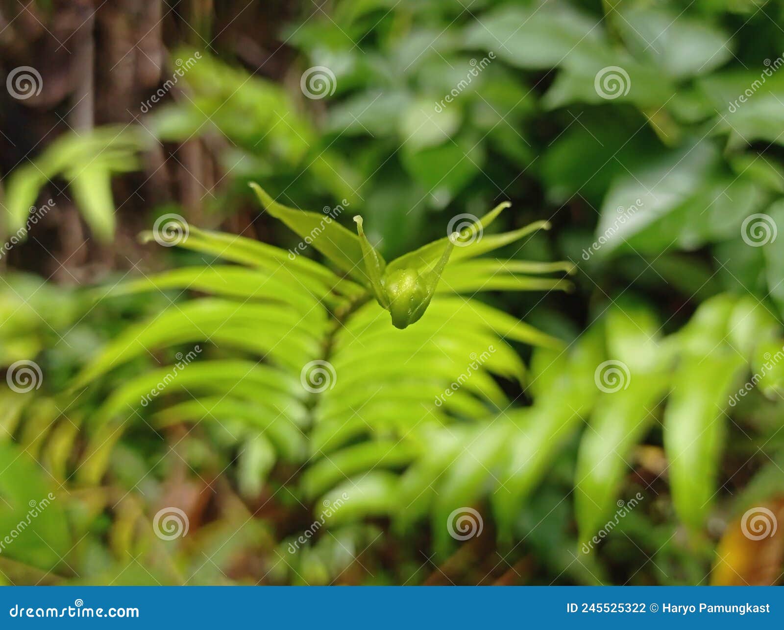 Pakis Froom Stock Photos - Free & Royalty-Free Stock Photos from Dreamstime