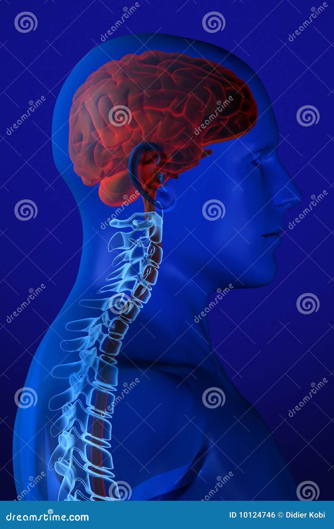 Blue Anatomy Head Stock Illustrations – 6,684 Blue Anatomy Head Stock ...