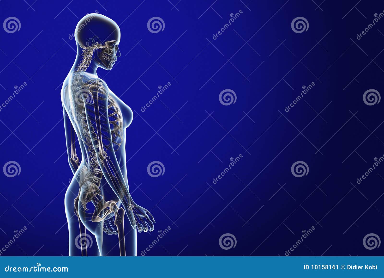 X-ray Anatomy On Blue Royalty-Free Stock Photography | CartoonDealer ...