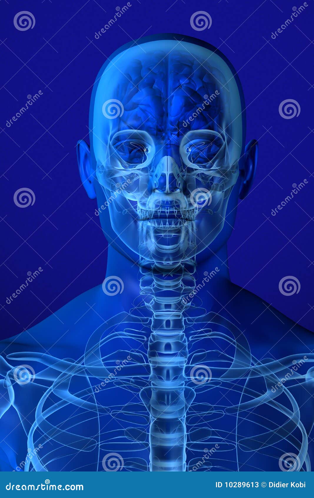 X-ray Anatomy on Blue stock illustration. Illustration of subject ...