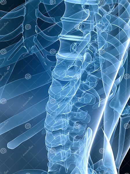 X-ray back stock illustration. Illustration of health - 4145386