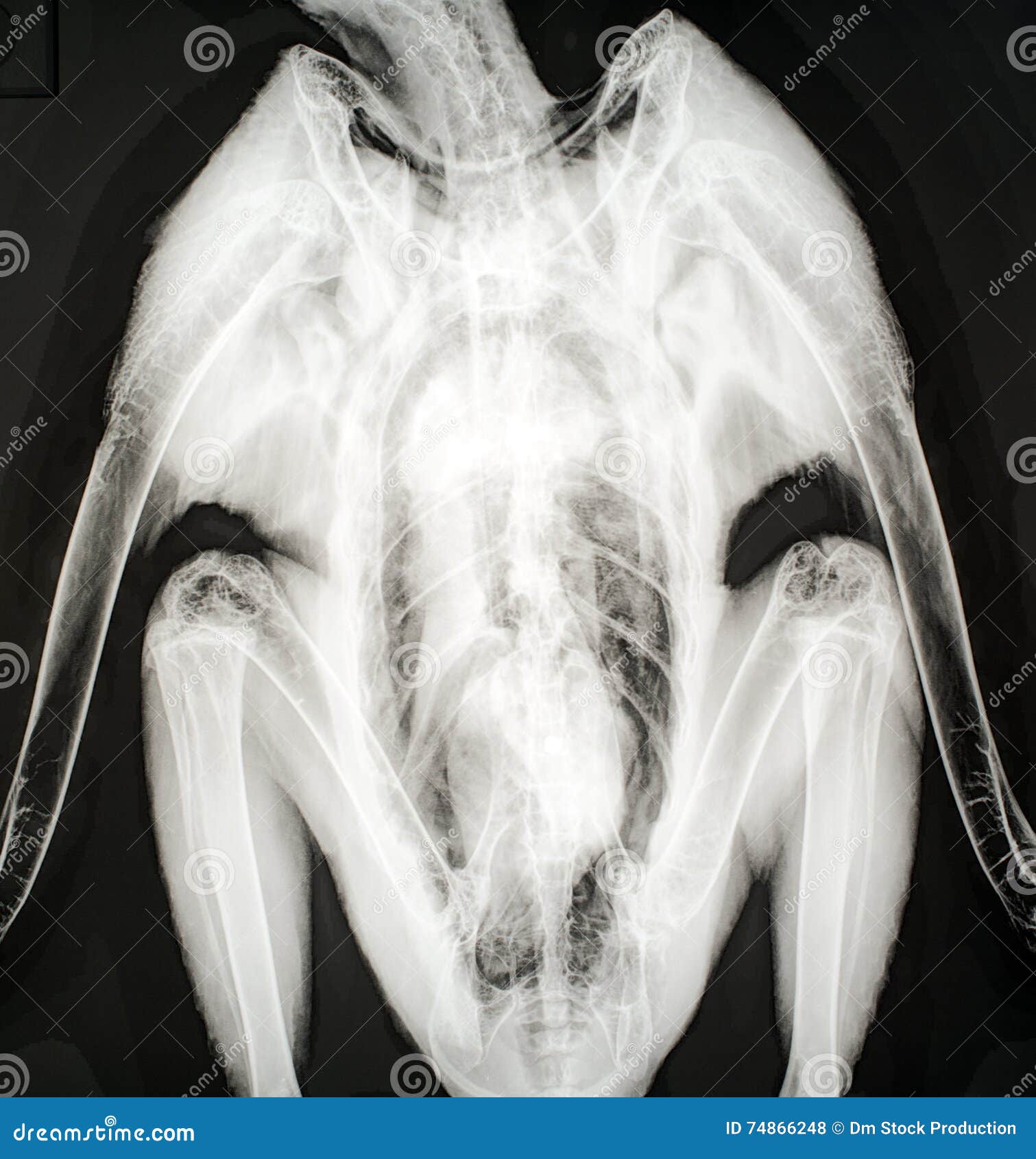 X-ray of a bird. stock photo. Image of rehab, skeleton - 74866248