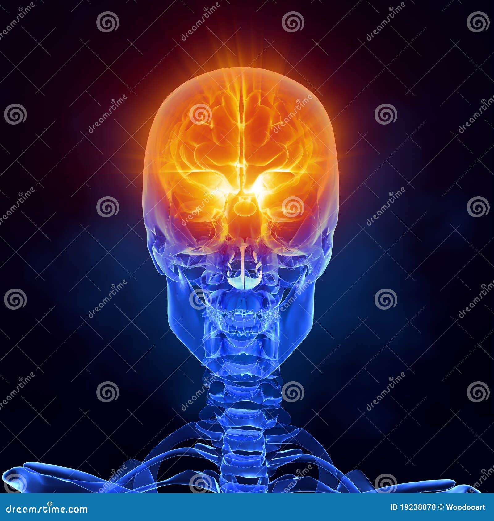 X-ray Brain Medical Scan Front View Stock Illustration - Illustration ...
