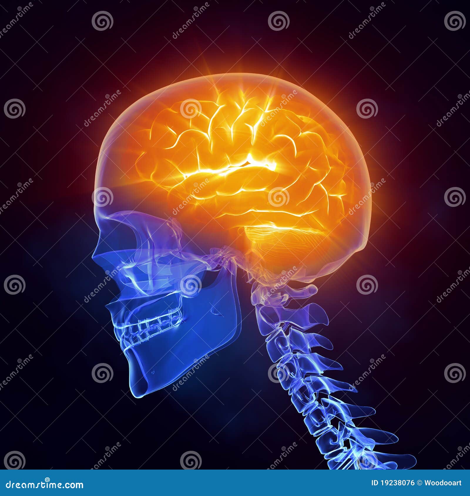 X-ray Brain Medical Scan Side View Stock Illustration - Illustration of ...