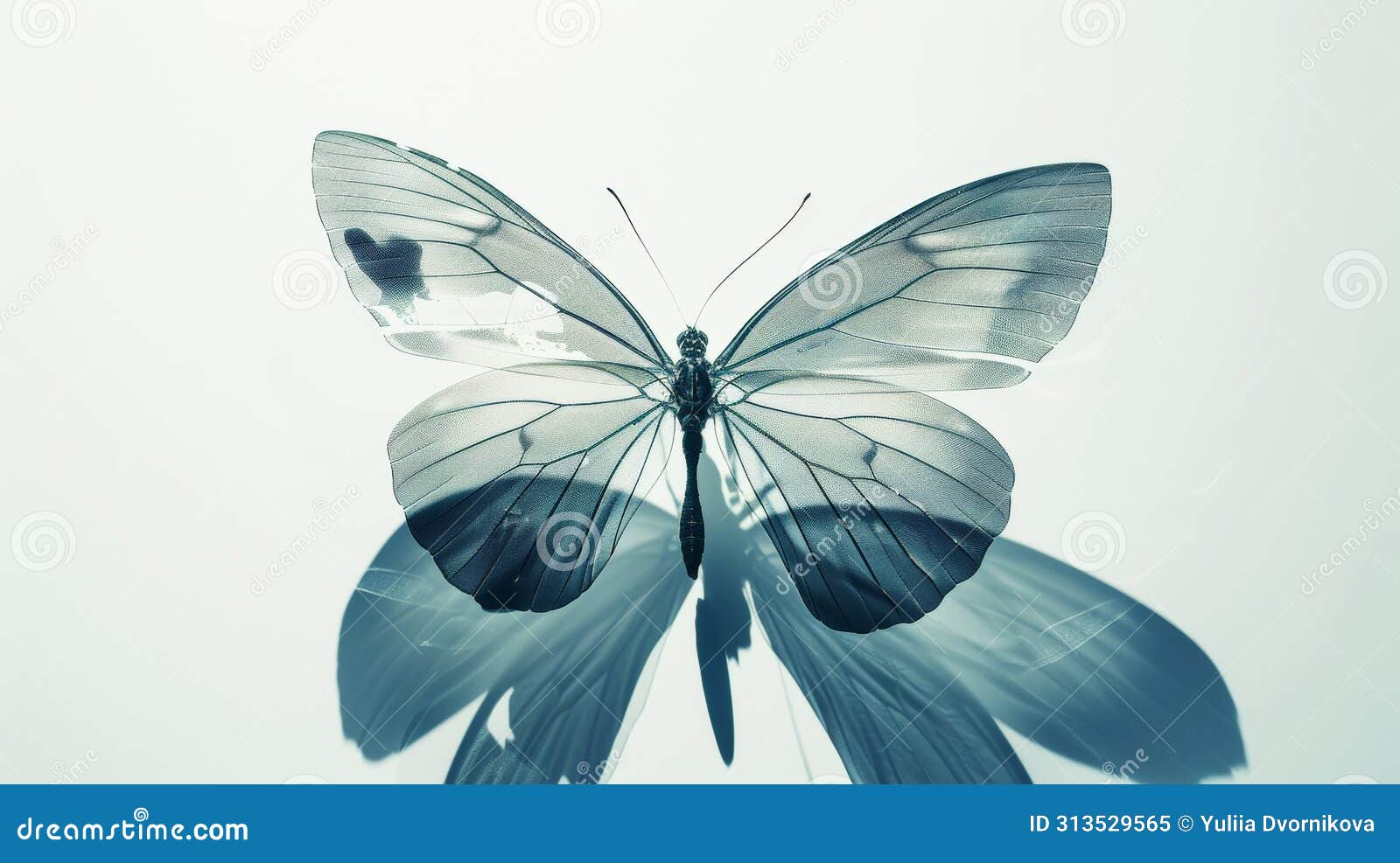 X-ray Butterfly Image on Light Background with Sun Rays and Strong ...