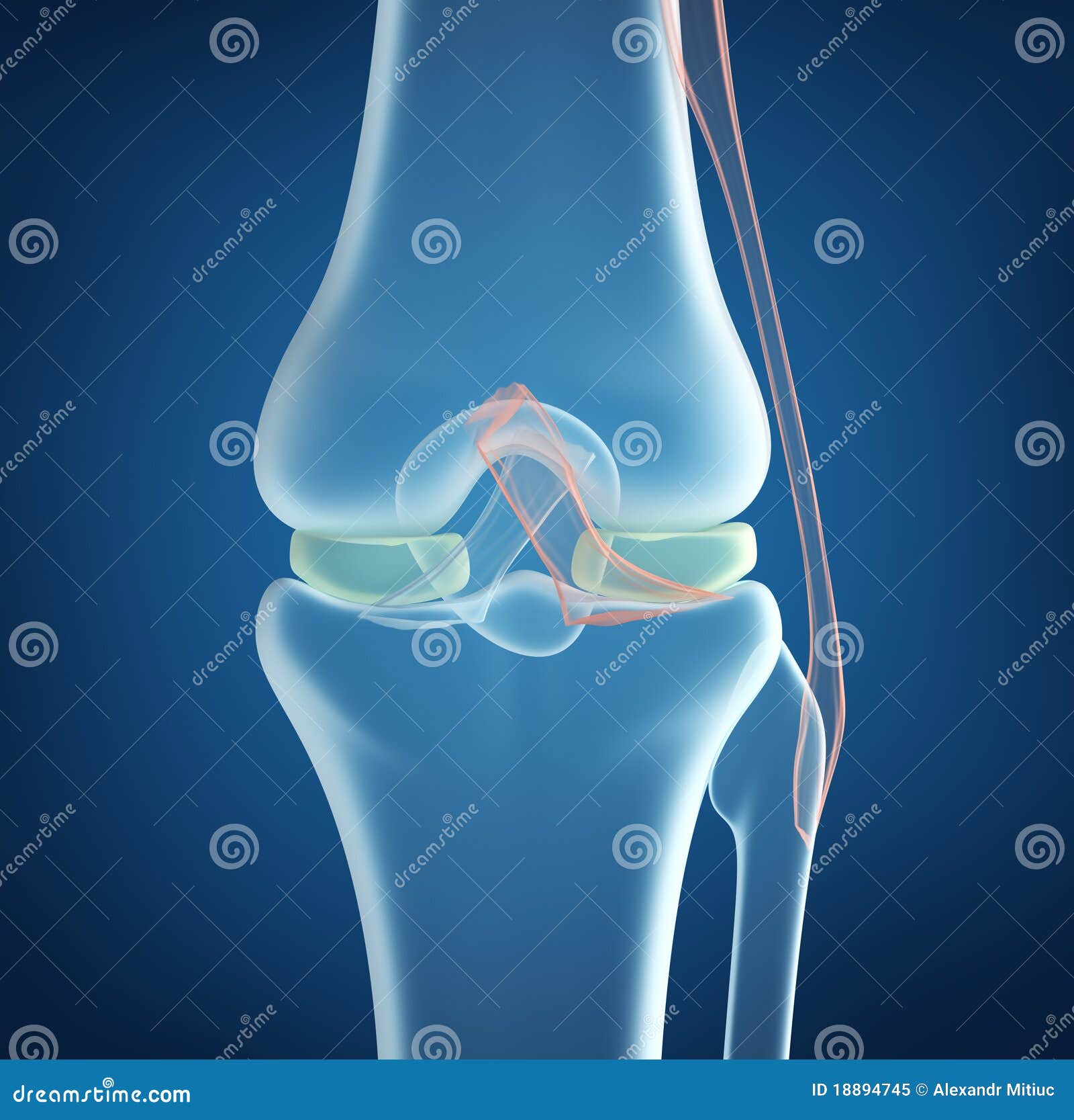 X Ray Concept Knee Joint Closeup View Stock Illustrations – 1 X Ray ...