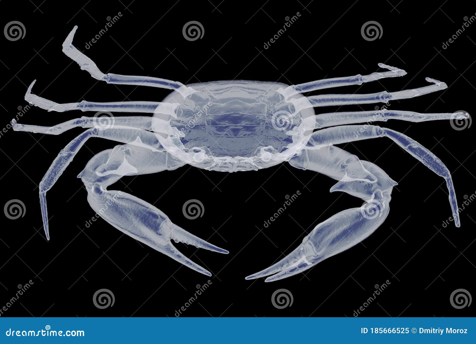 X-ray crab isolated stock illustration. Illustration of xray - 185666525