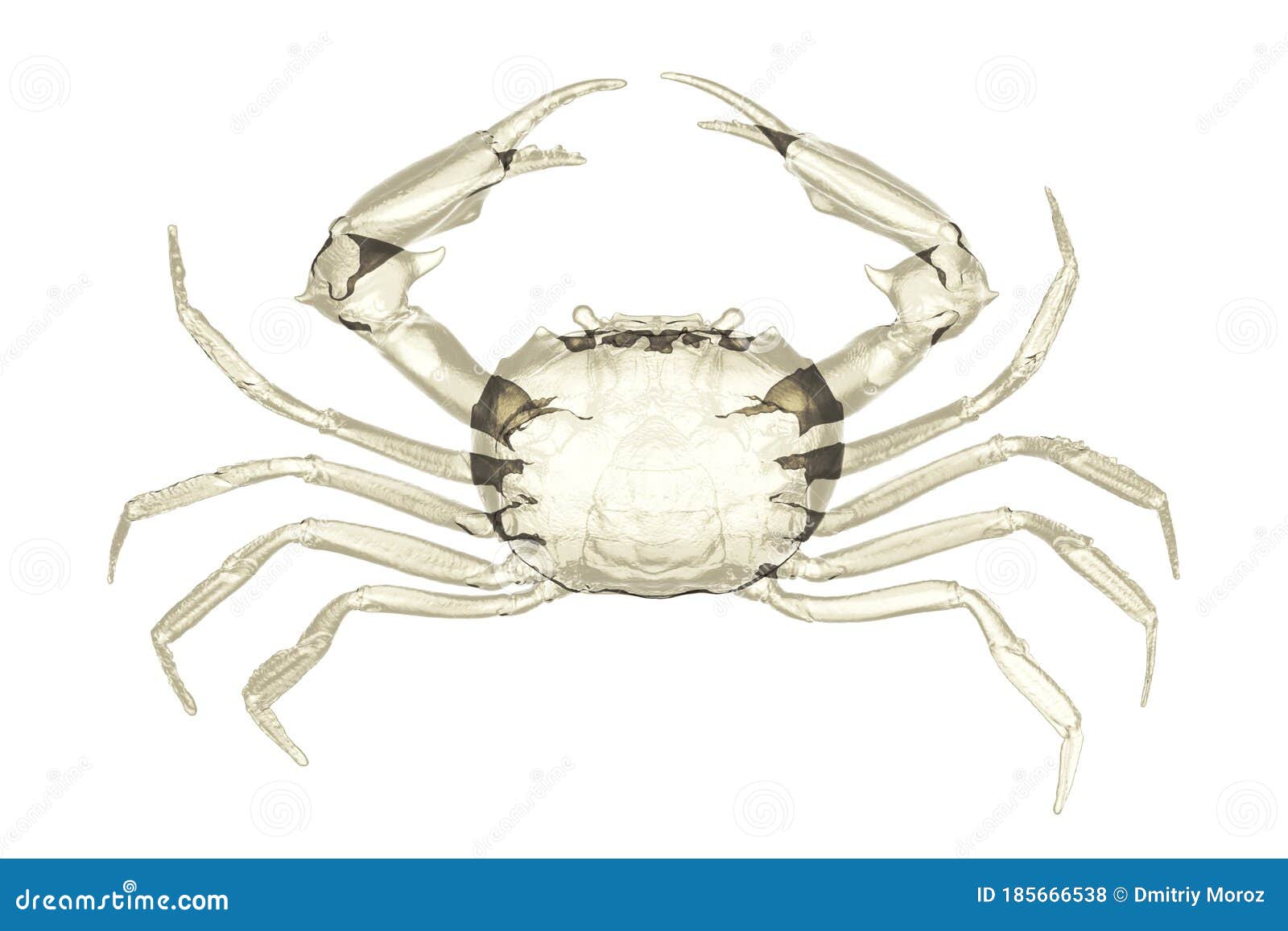 X-ray crab isolated stock illustration. Illustration of path - 185666538