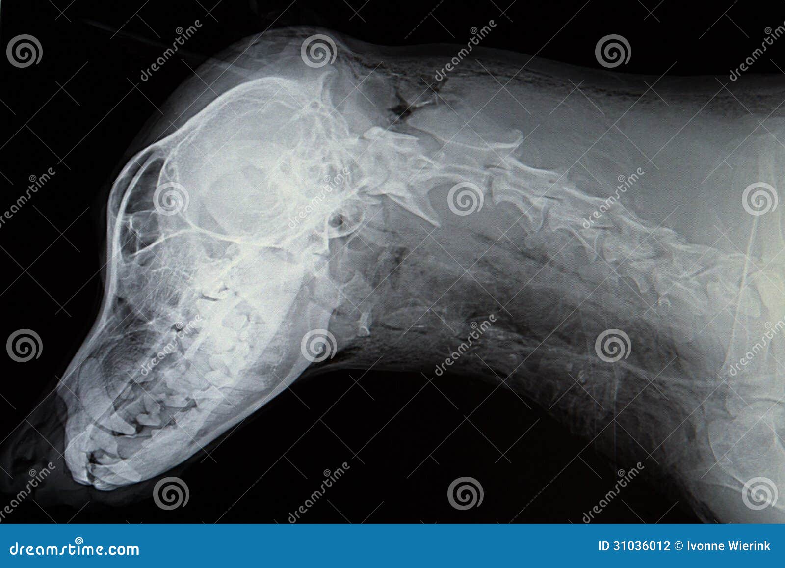 X-ray from dog stock photo. Image of negative, head, white - 31036012