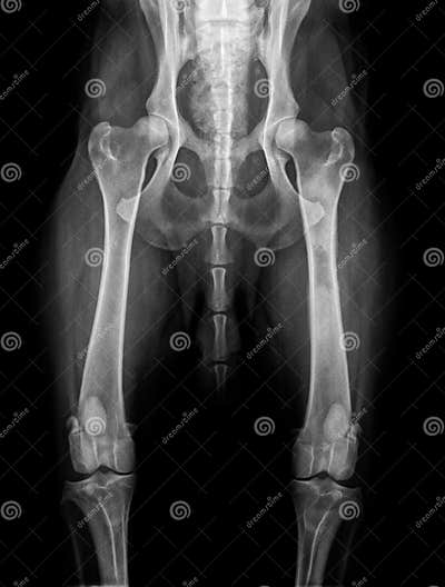 DOG HIP X-RAY , PANOSTEITIS Stock Photo - Image of anatomical, health ...