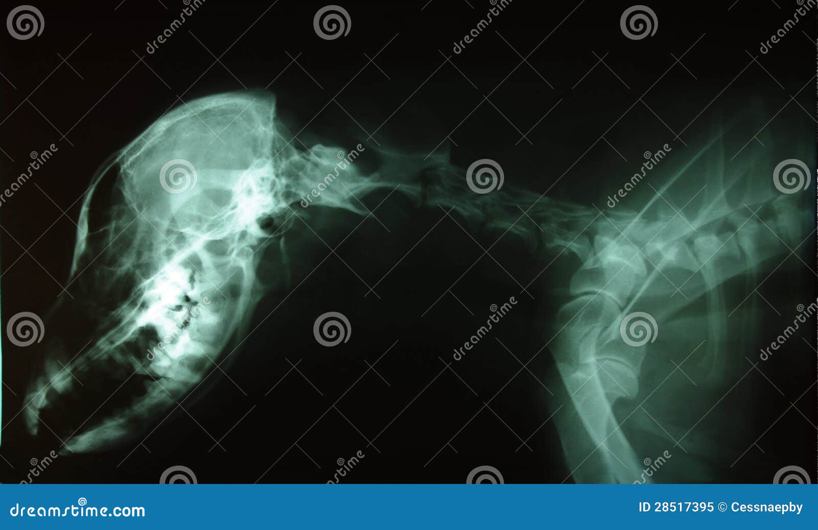 X-ray dog skull stock image. Image of cavity, column - 28517395