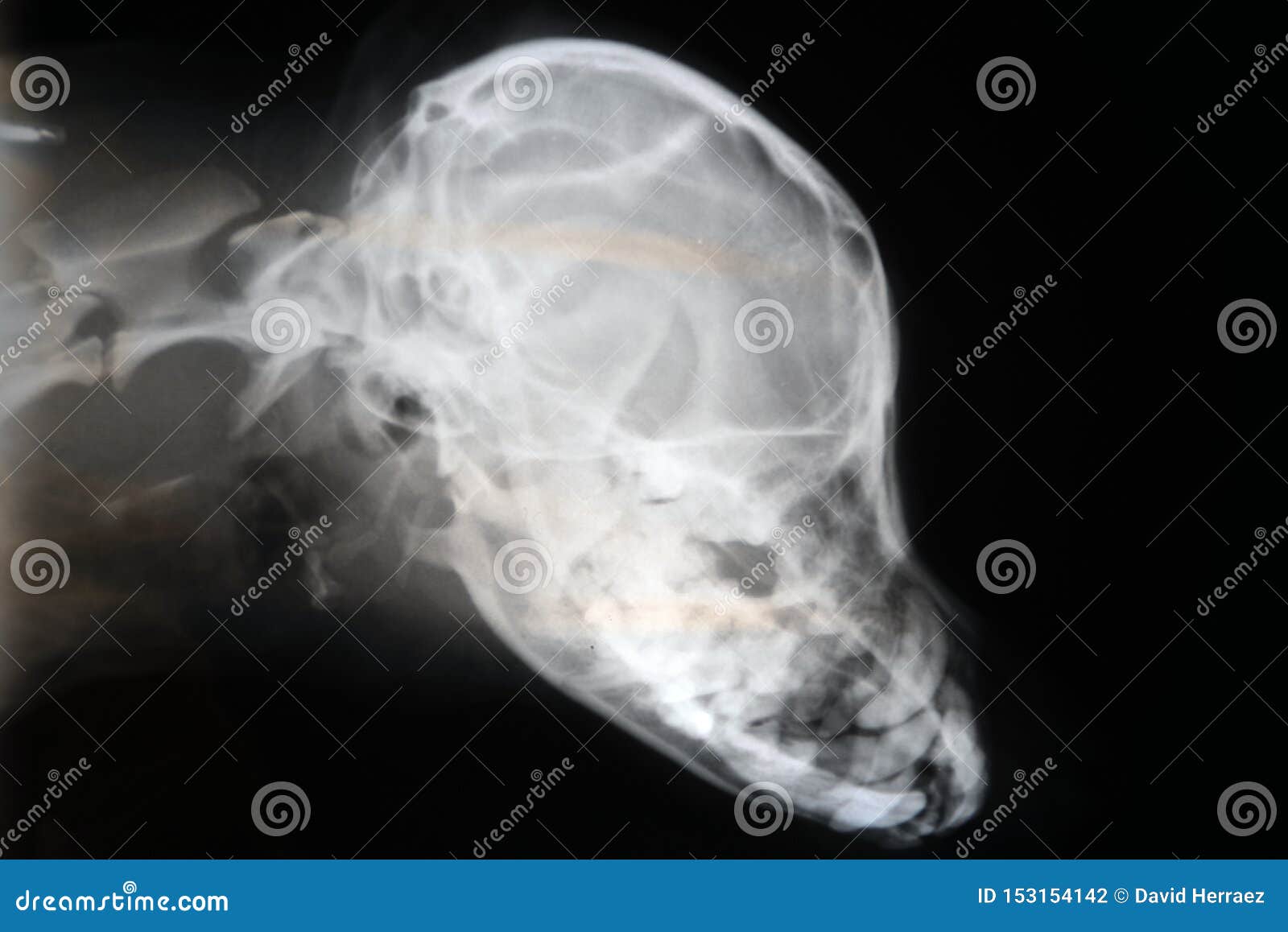 X-ray of Dog Skull. Veterinary X-ray Image. Stock Photo - Image of film ...