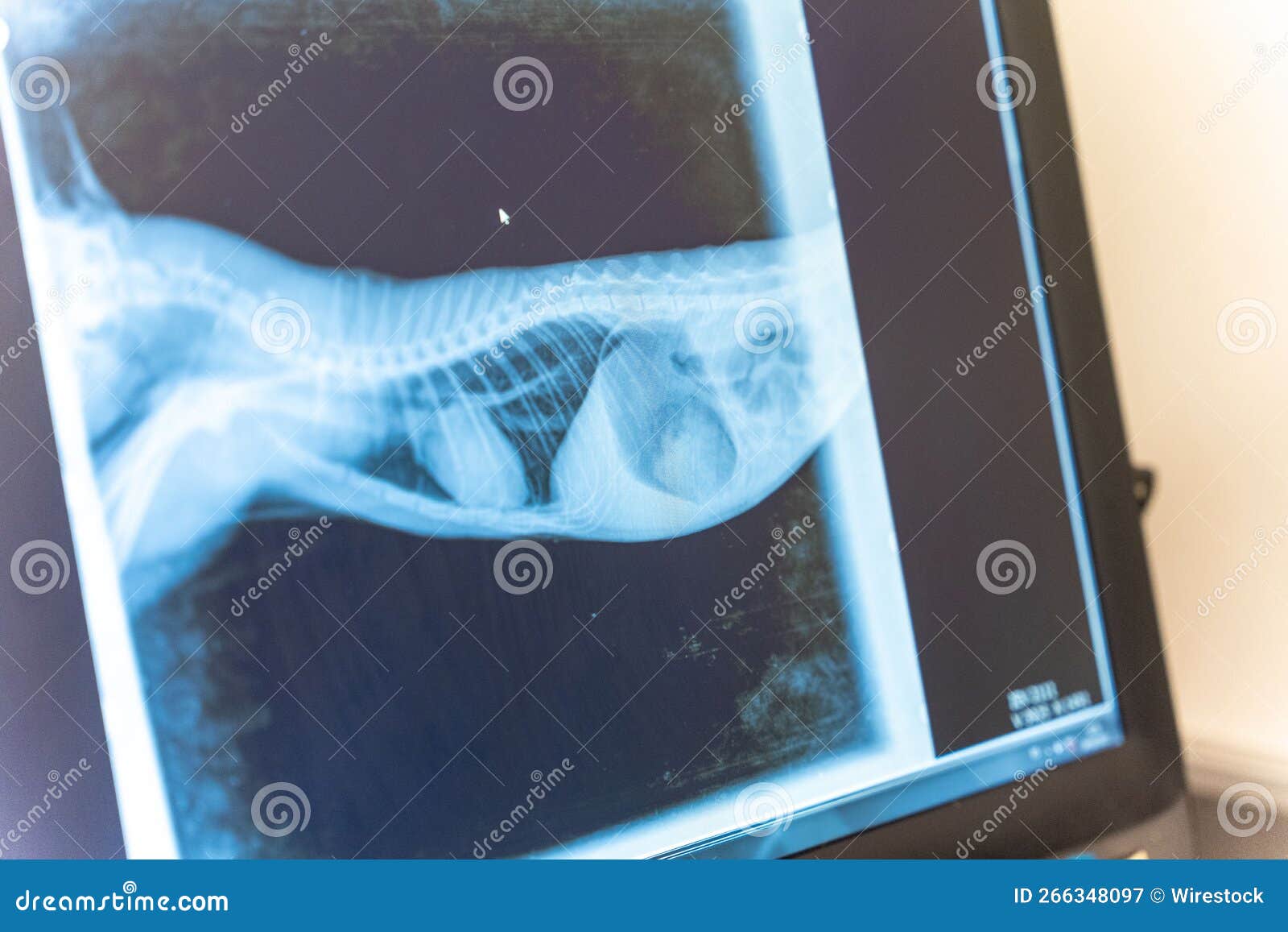 X-ray of the Dog To Be Treated on the Computer at Veterinary Clinic ...