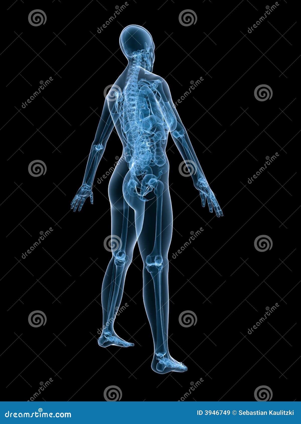 X-ray female anatomy stock illustration. Illustration of chest - 3946749