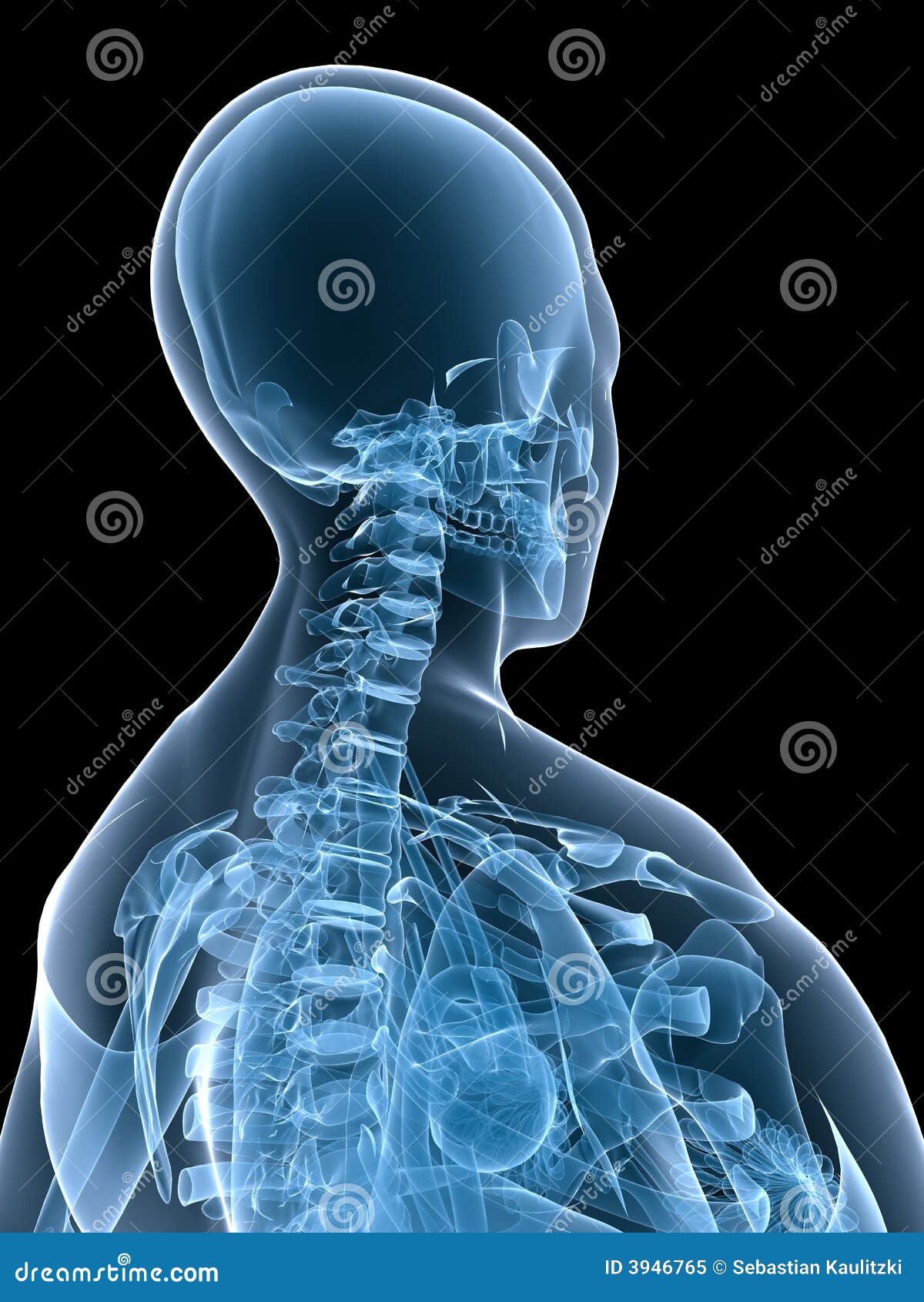 X-ray female back stock illustration. Illustration of graphic - 3946765