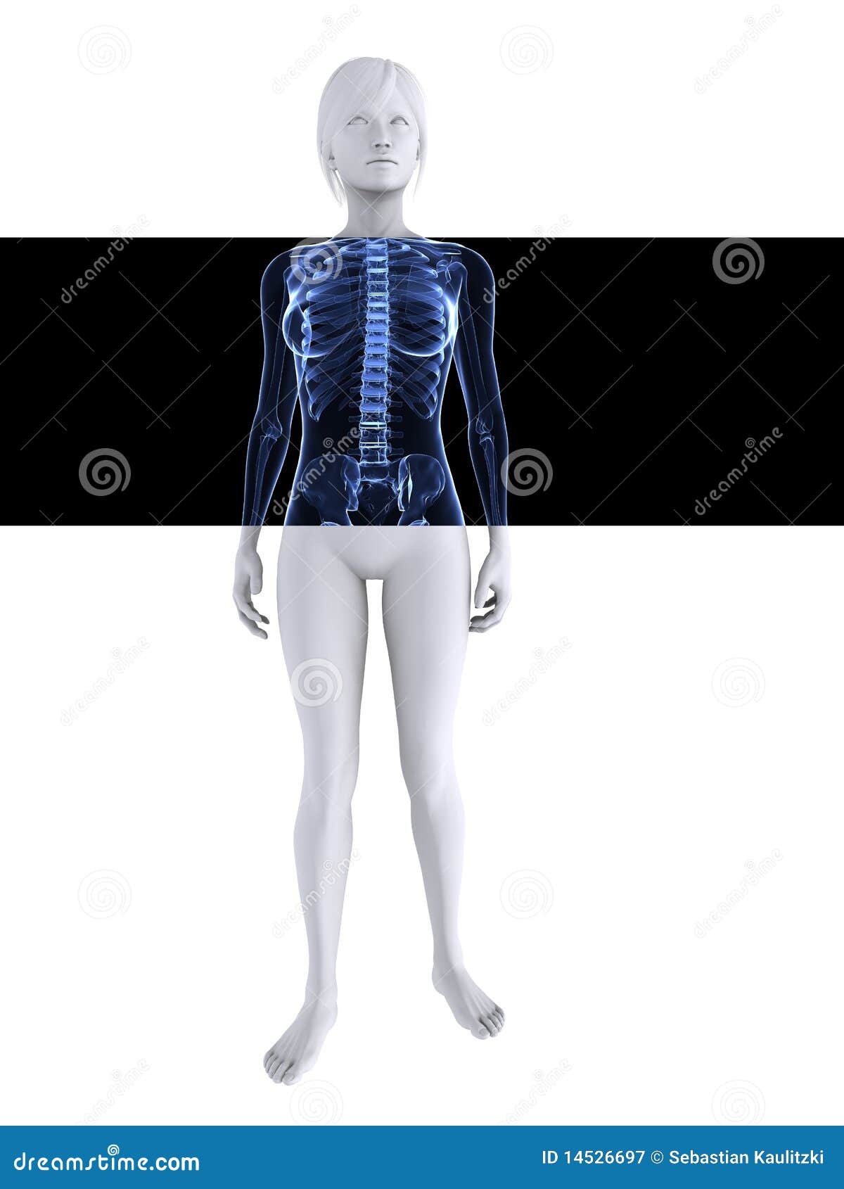 X--ray female skeleton stock illustration. Illustration of health ...