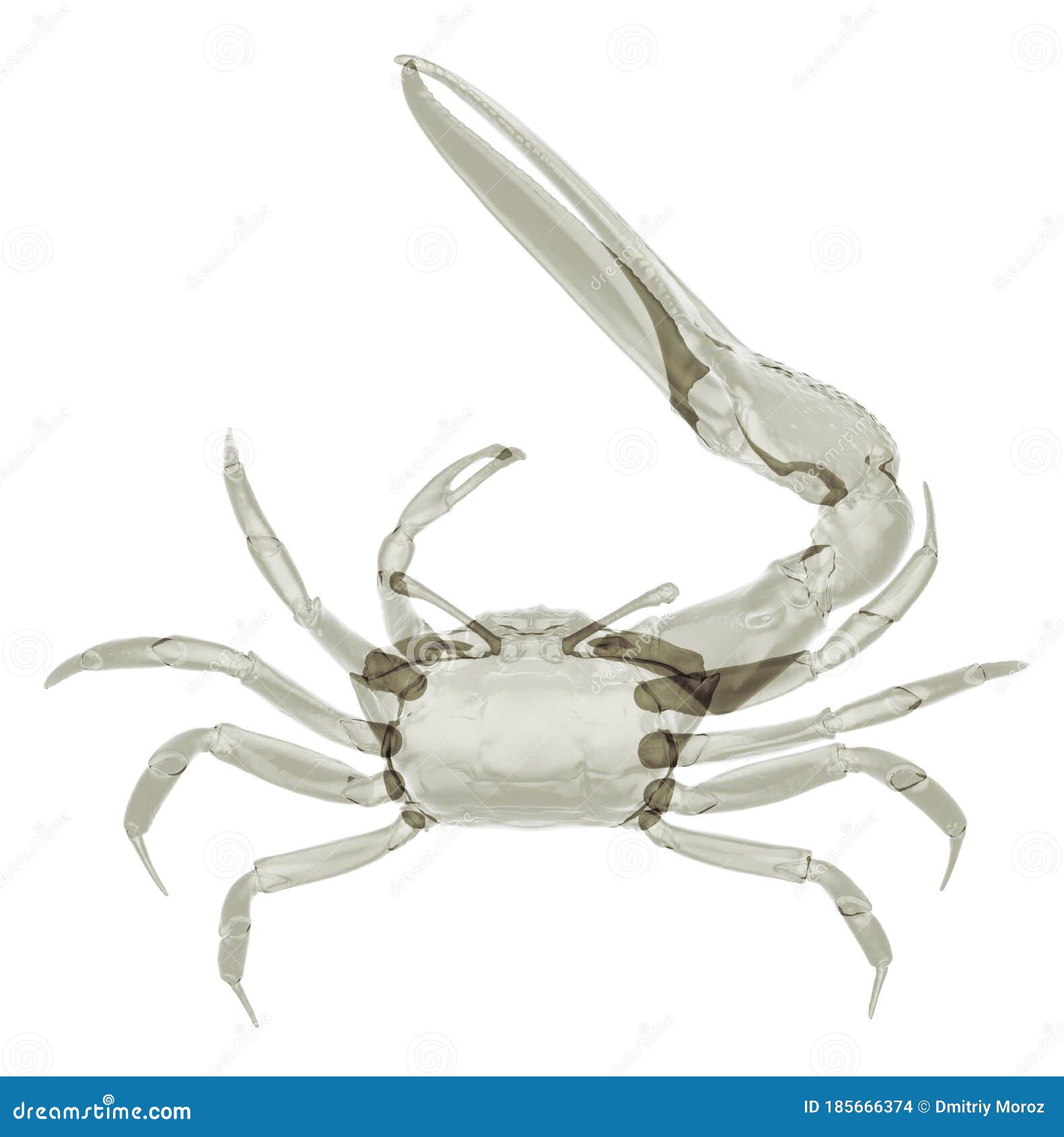 Fiddler Crab. Logo. Isolated Crab On White Background Vector ...