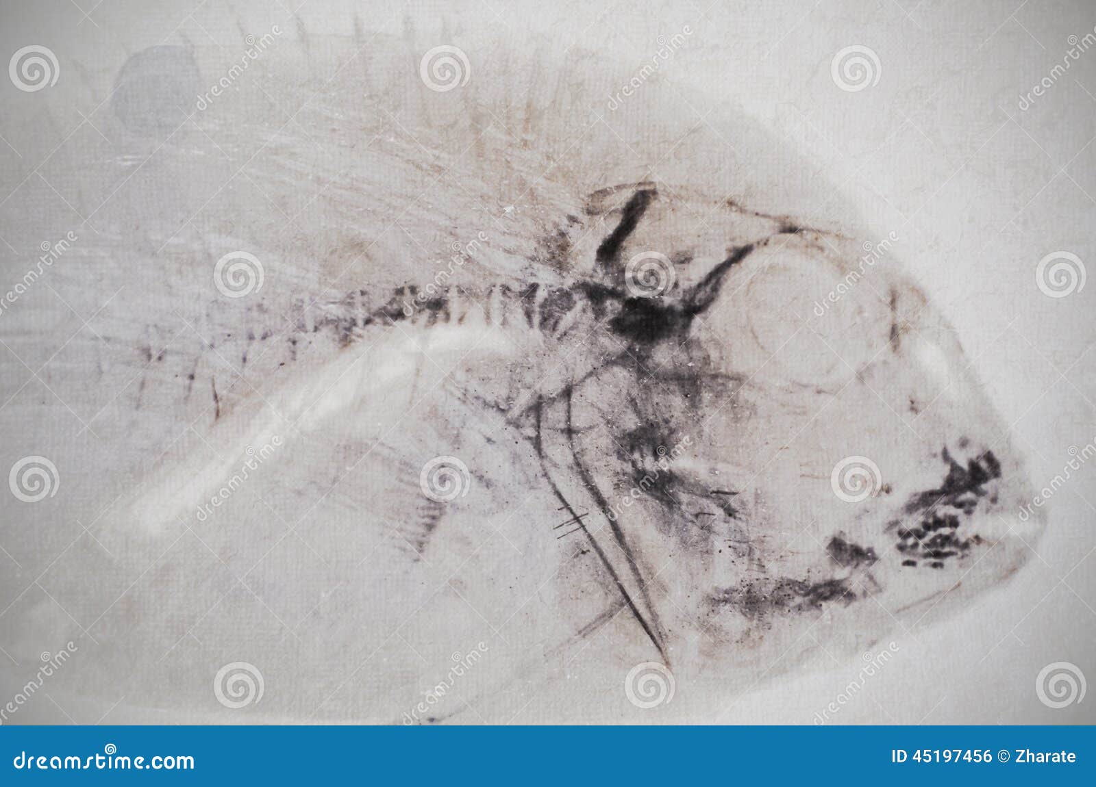 X-ray fish stock photo. Image of animals, science, negative - 45197456