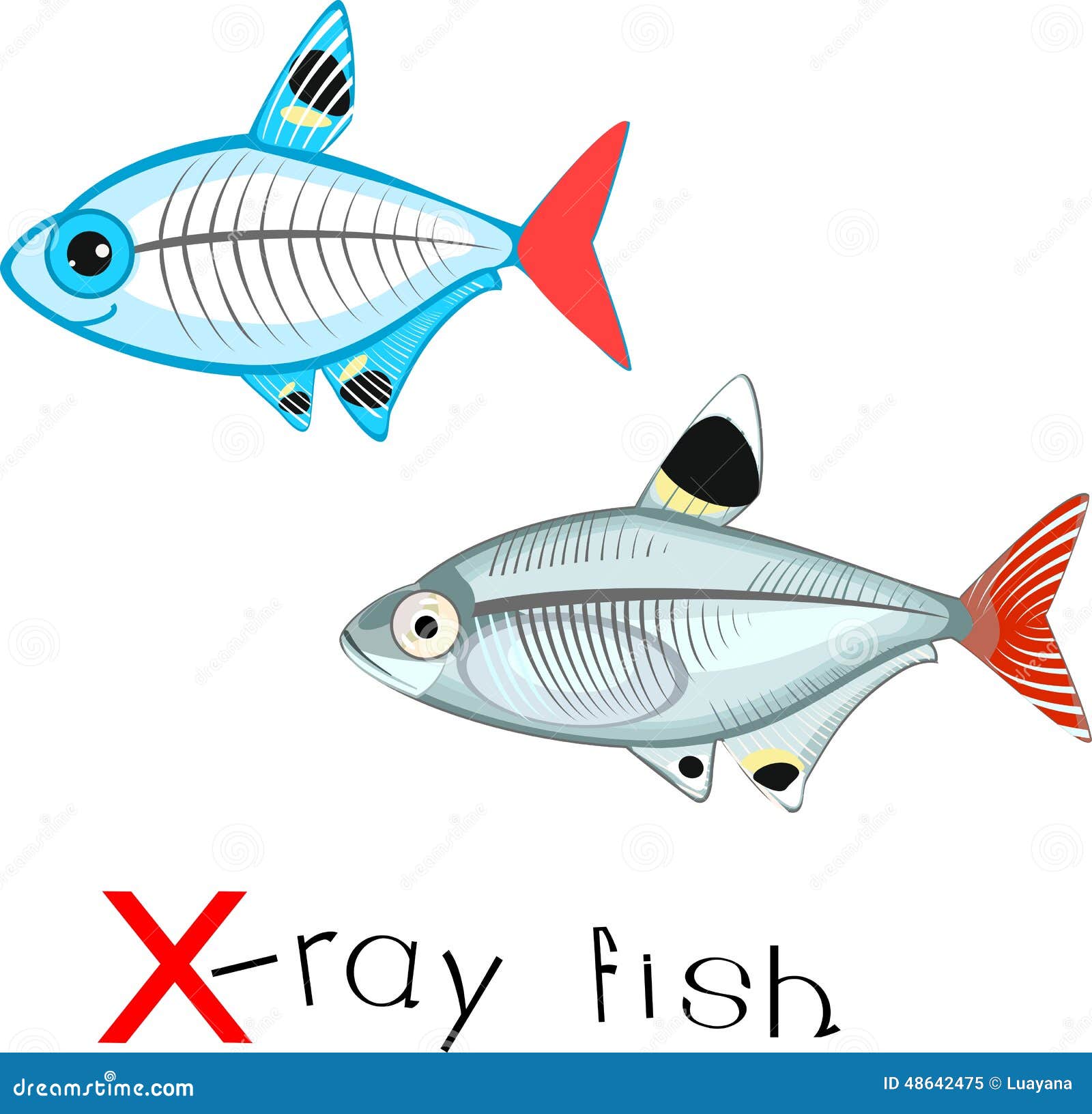 X-ray fish with title stock vector. Illustration of white - 48642475