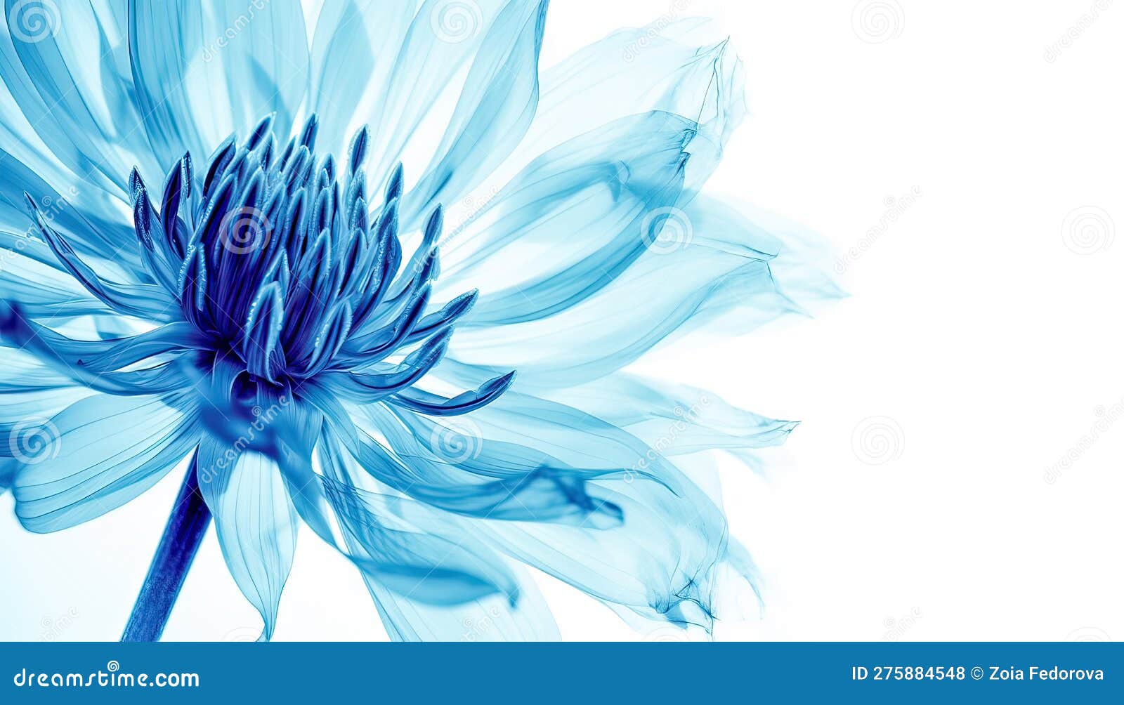 X-Ray Flower Background stock illustration. Illustration of summer ...