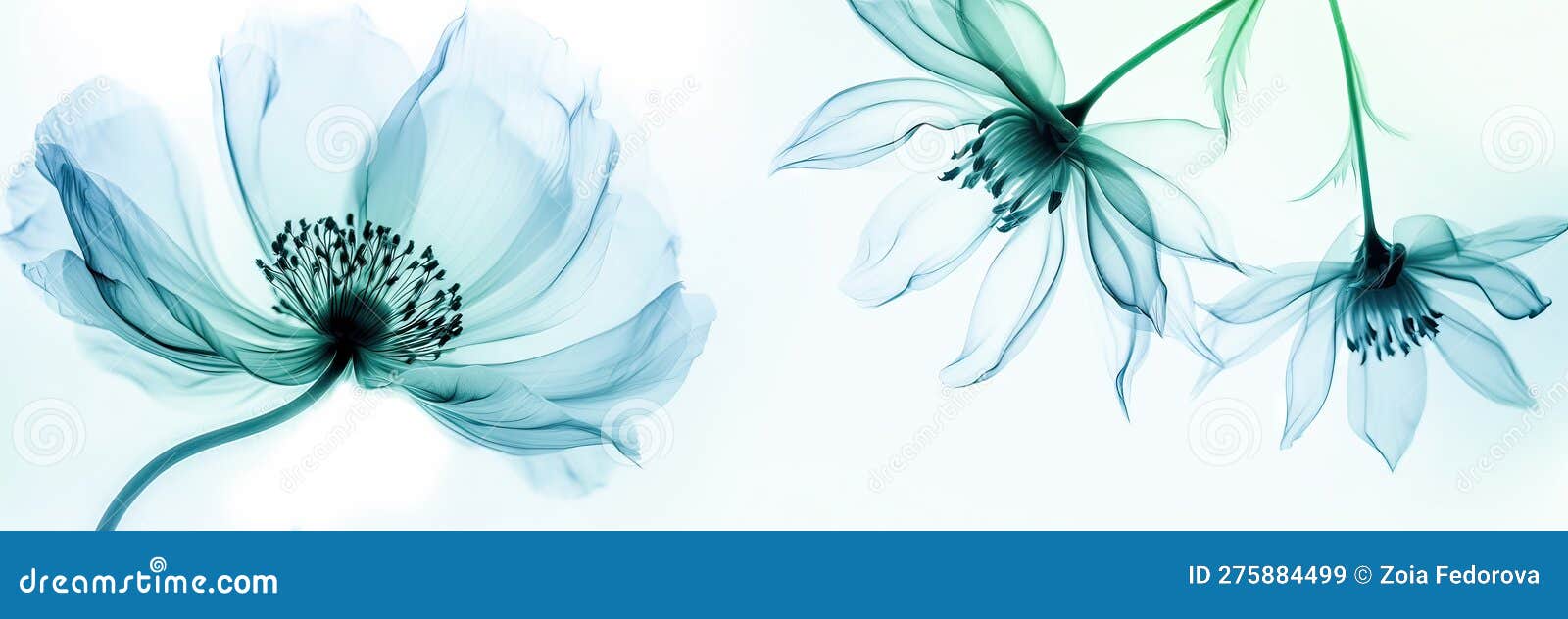 X-Ray Flowers Background stock illustration. Illustration of summer ...
