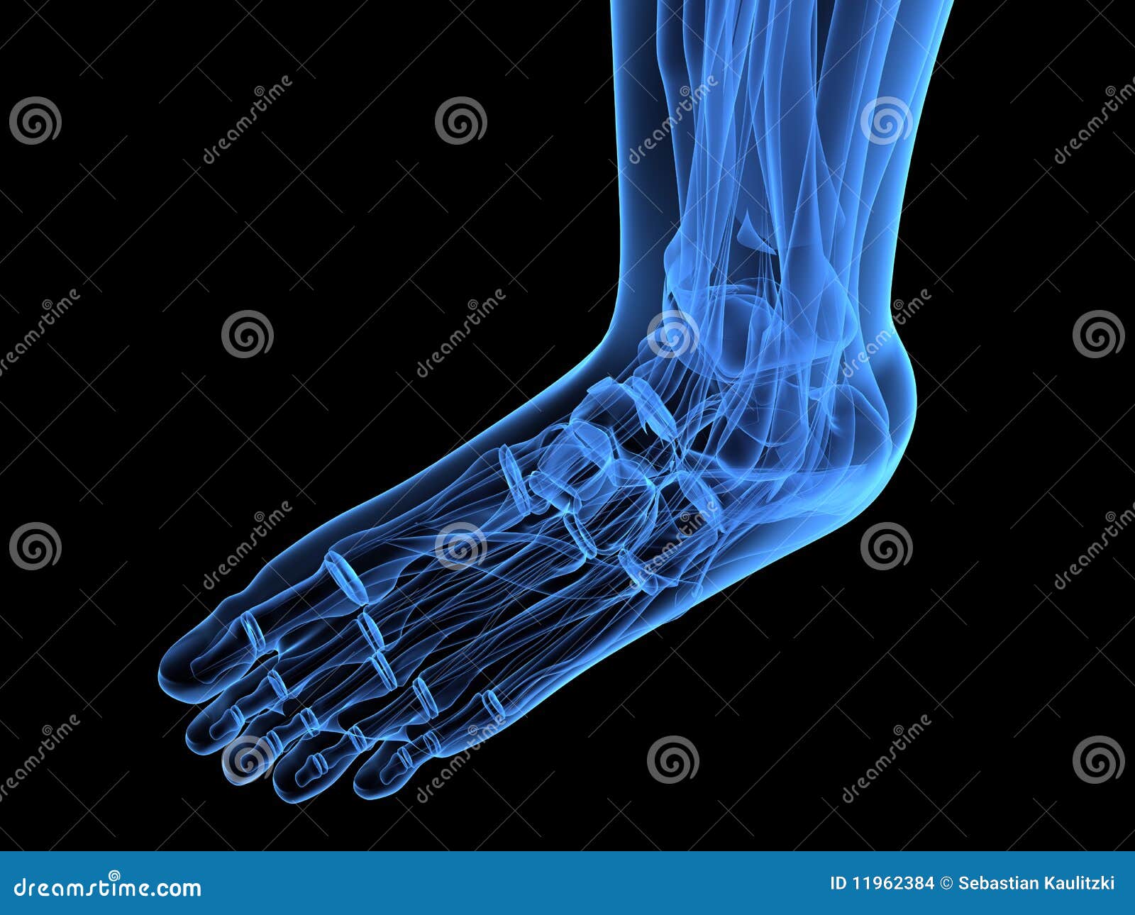X-ray foot stock illustration. Illustration of skeleton - 11962384